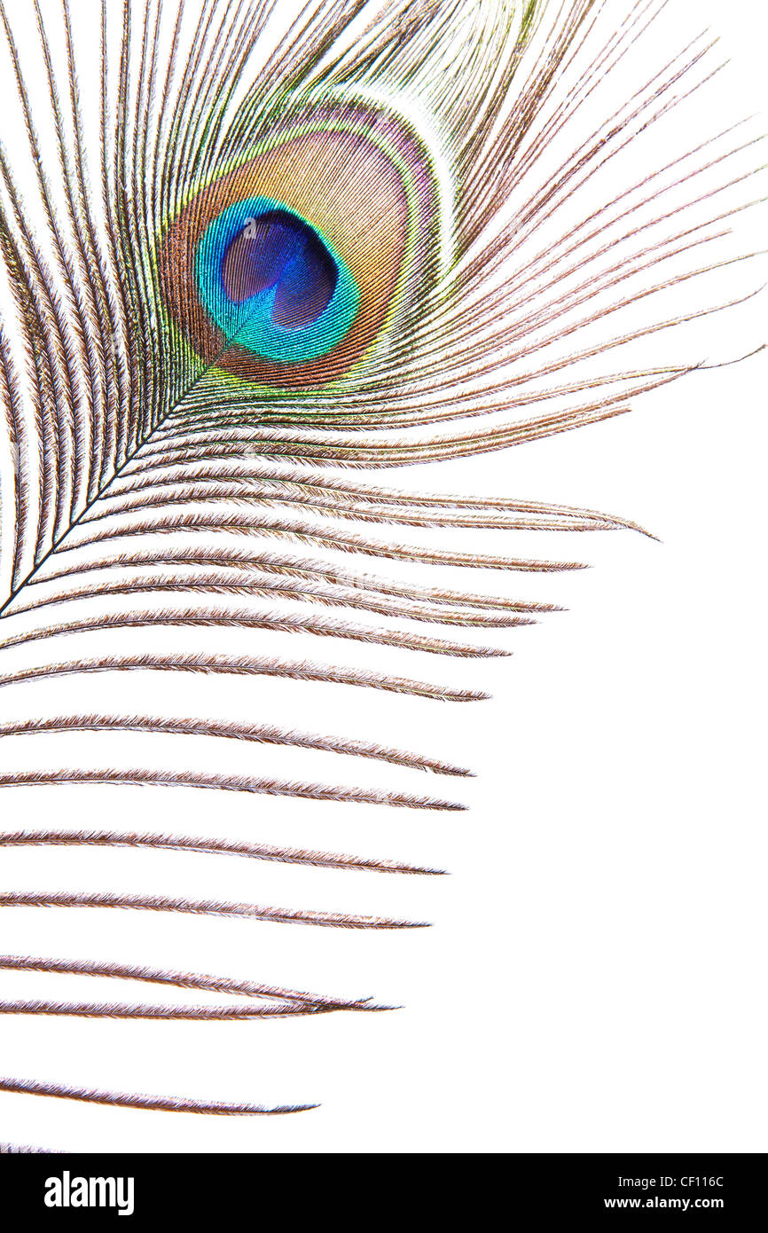 Single peacock feather hi-res stock photography and images - Alamy