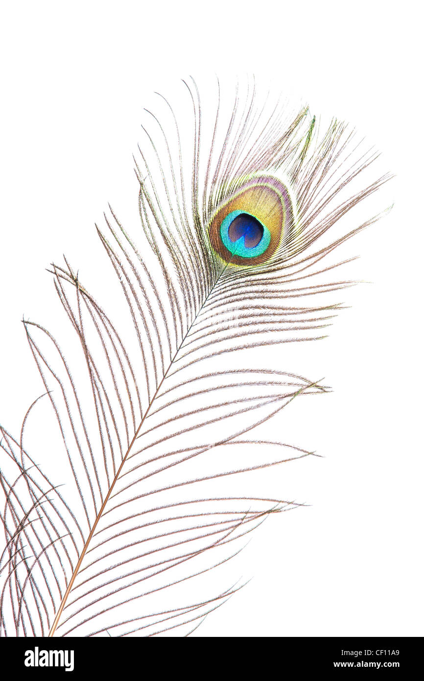 Single peacock feather hi-res stock photography and images - Alamy
