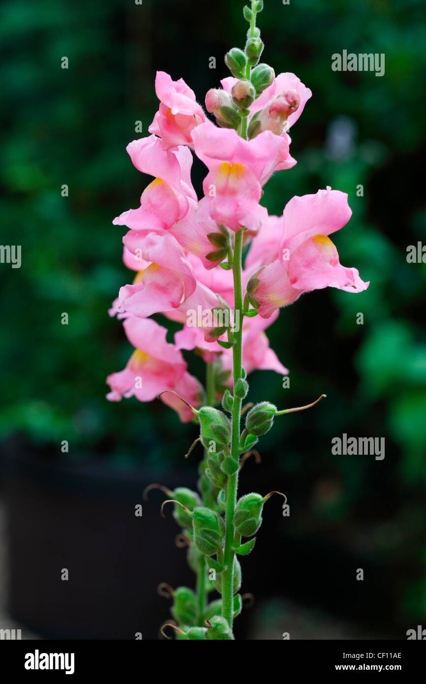 Antirrhinum hi-res stock photography and images - Alamy