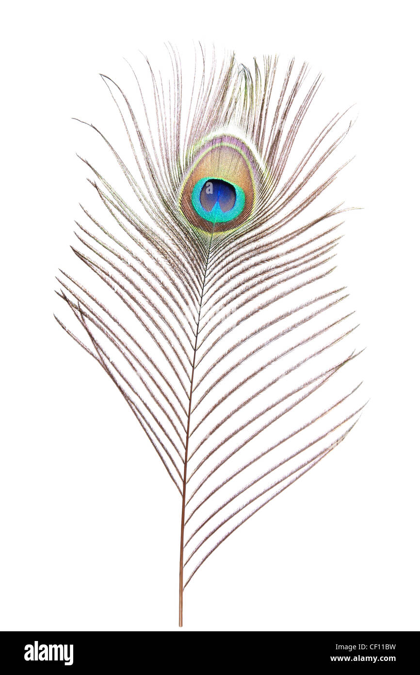 Single peacock feather hi-res stock photography and images - Alamy