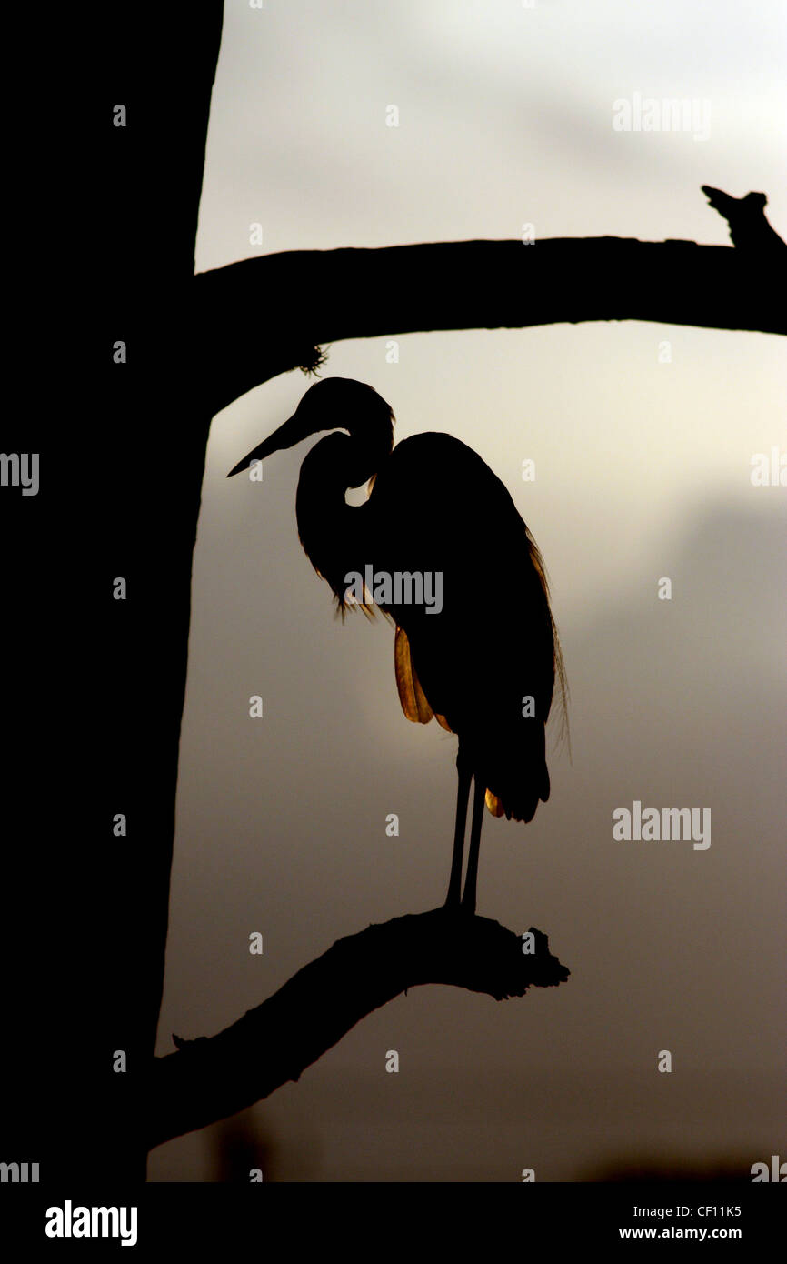 Common egret in sunset afterglow Stock Photo - Alamy