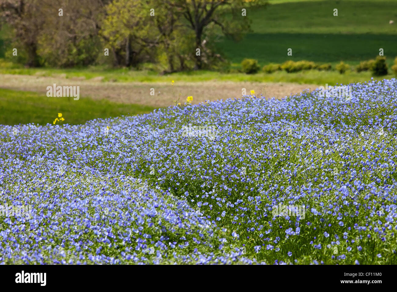 A Field Of Blue Wildflowers; Northumberland England Stock Photo - Alamy