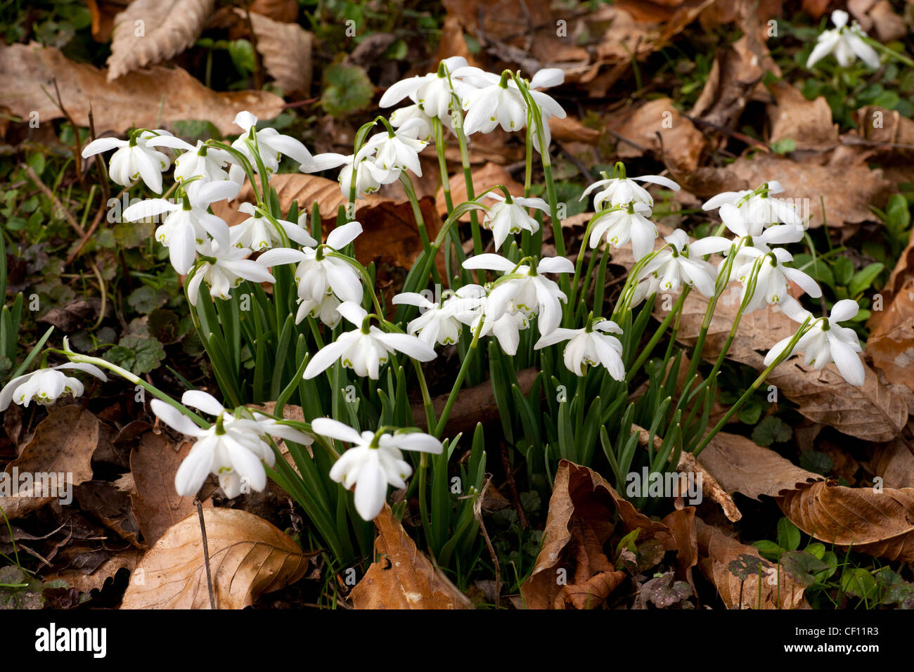 Beautiful clump of delicate bell shaped snowdrops breaking through the ...