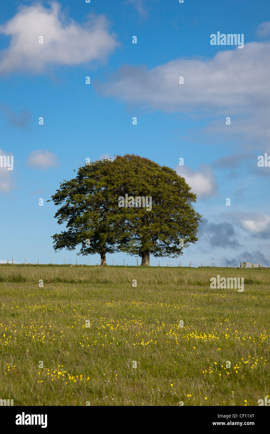 Two Trees Side By Side In A Field; Northumberland England Stock Photo ...