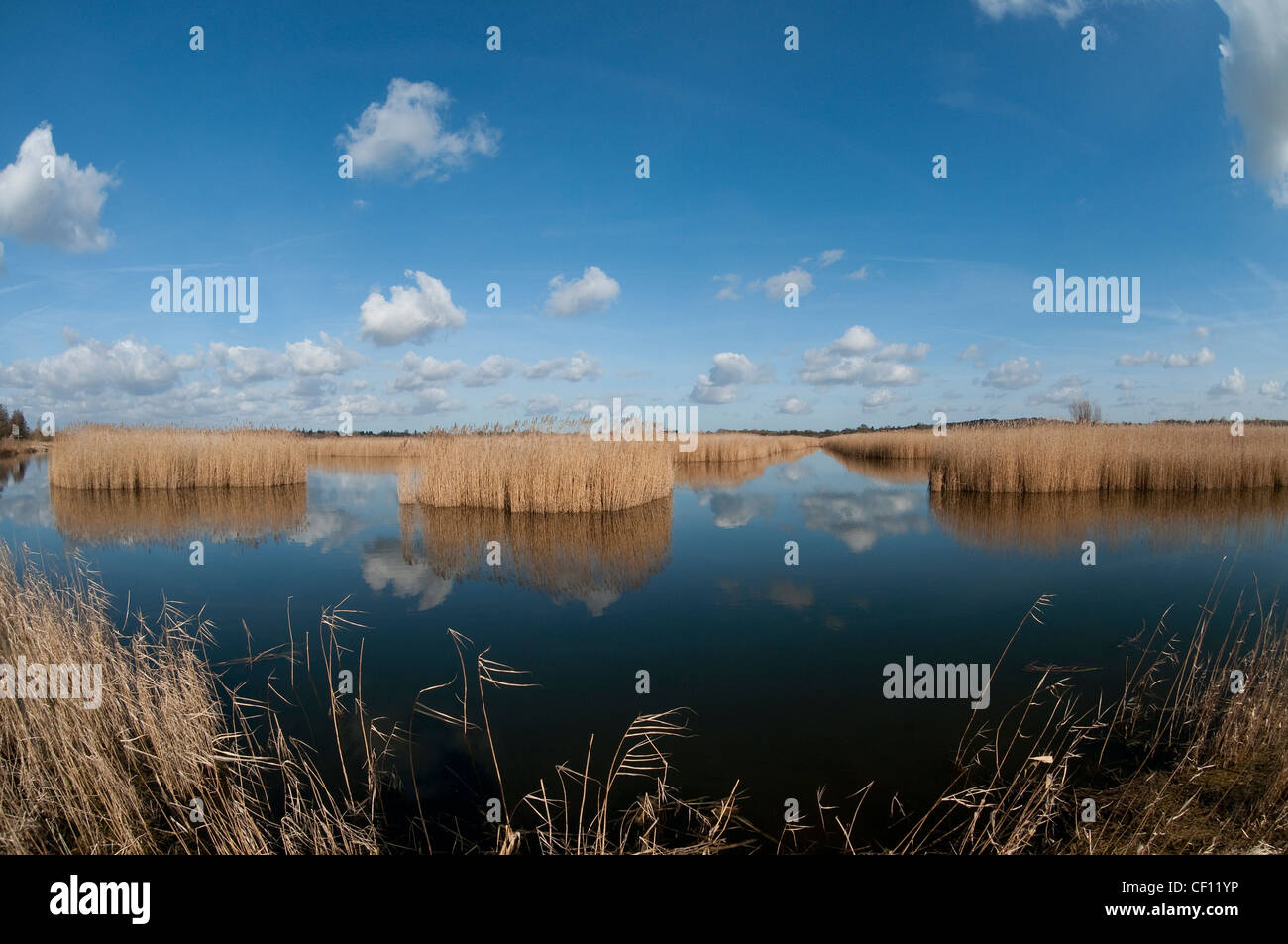 strumpshaw fen nature reserve, norfolk, england Stock Photo - Alamy