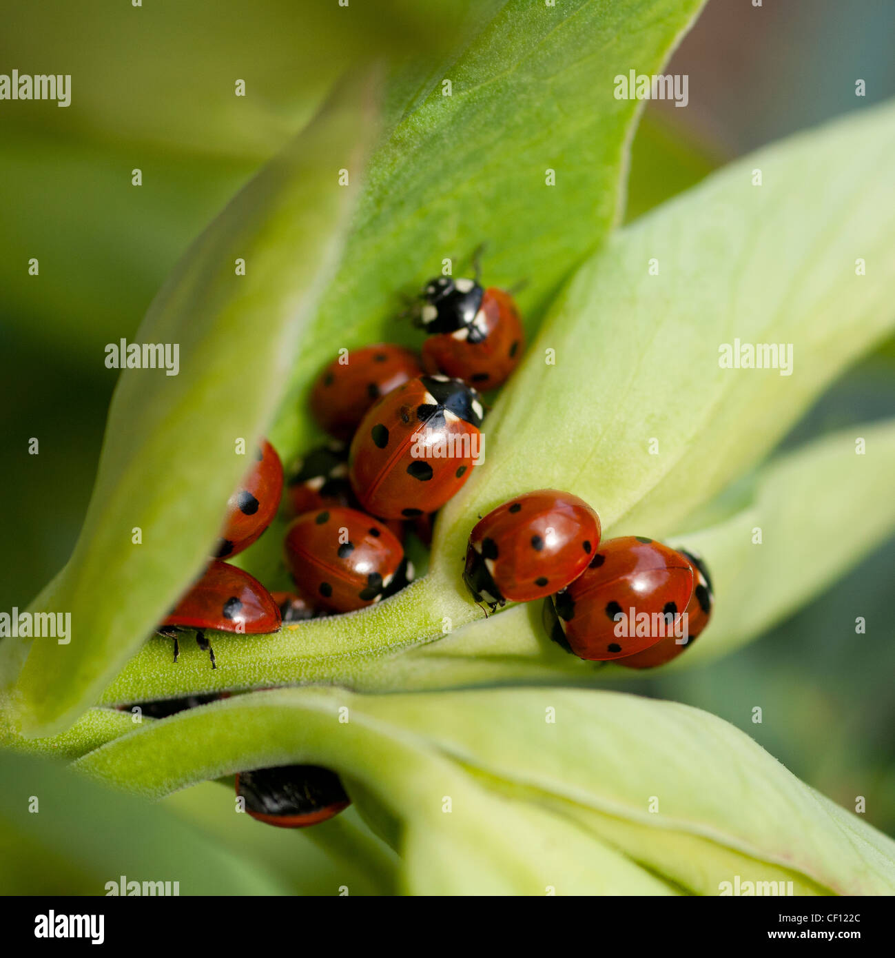 Ladybirds Stock Photos & Ladybirds Stock Images - Alamy
