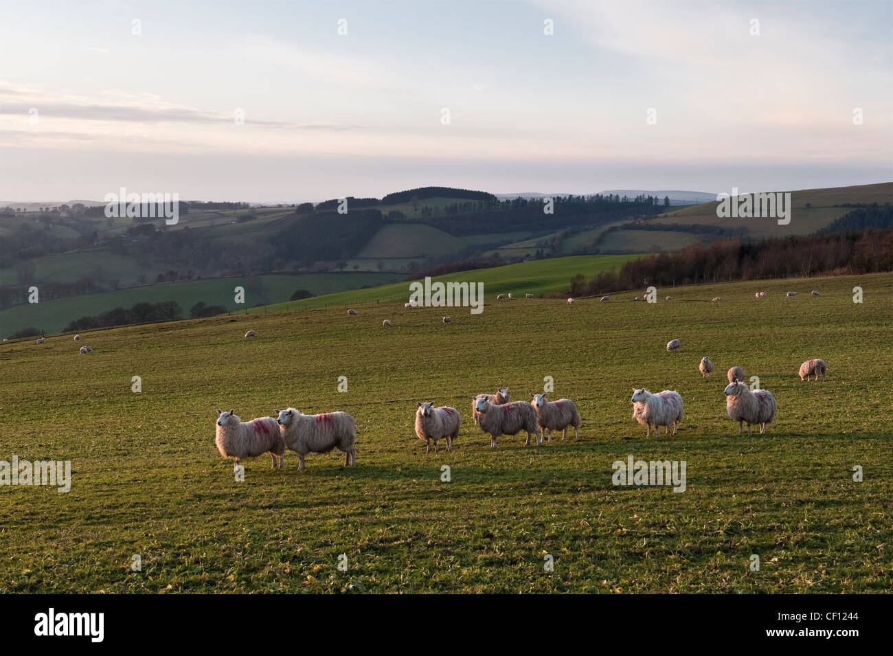 Welsh hills with sheep High Resolution Stock Photography and Images - Alamy