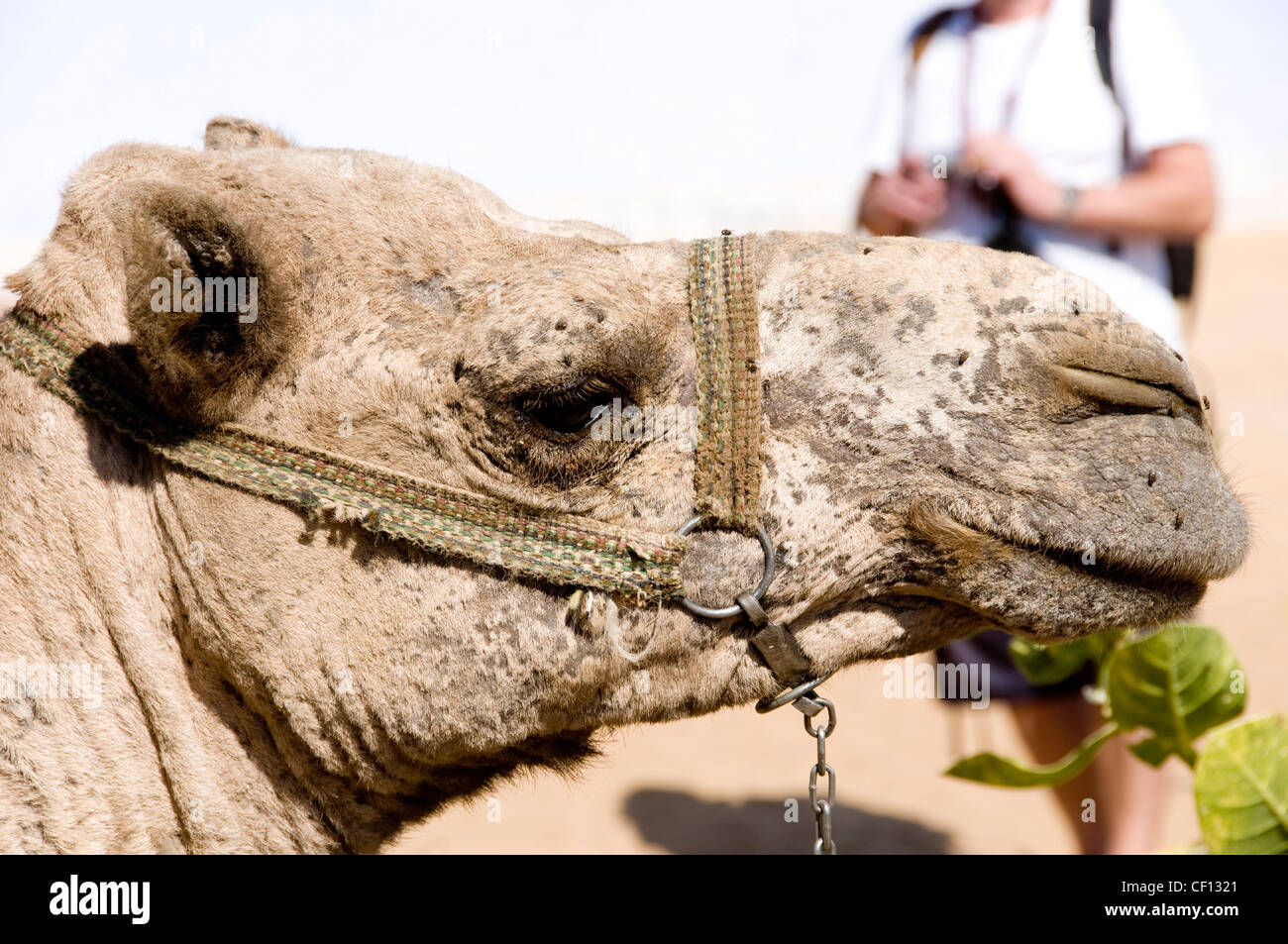 Camel, Egypt, Africa Stock Photo - Alamy