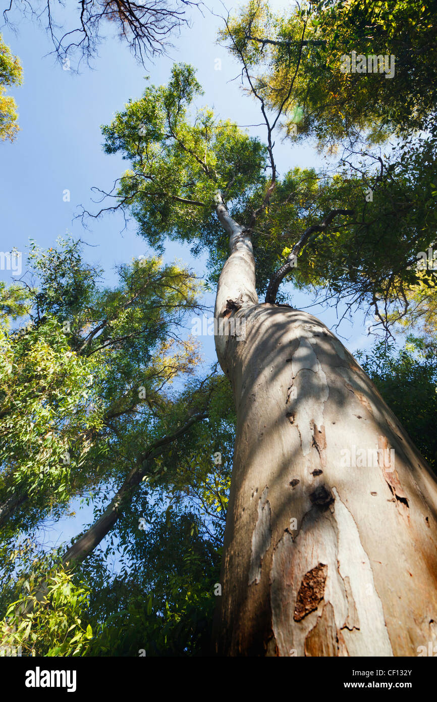 Tall tree trunk hi-res stock photography and images - Alamy