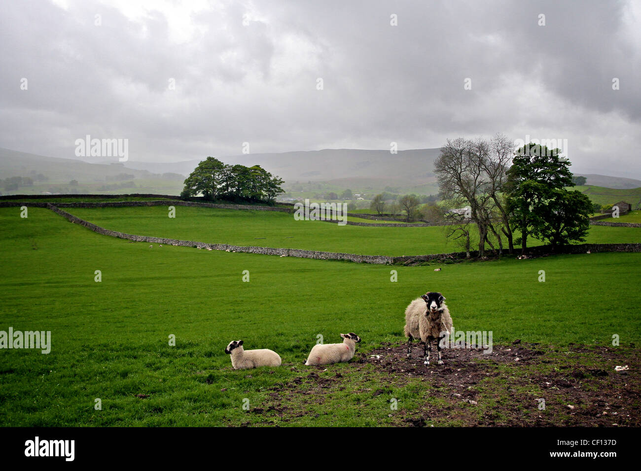 Ewe and lambs in bleak Yorkshire dales landscape Stock Photo - Alamy