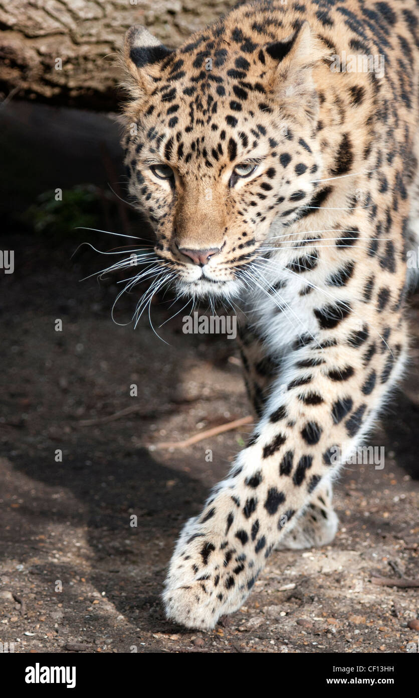 Amur leopard walking camera hi-res stock photography and images - Alamy