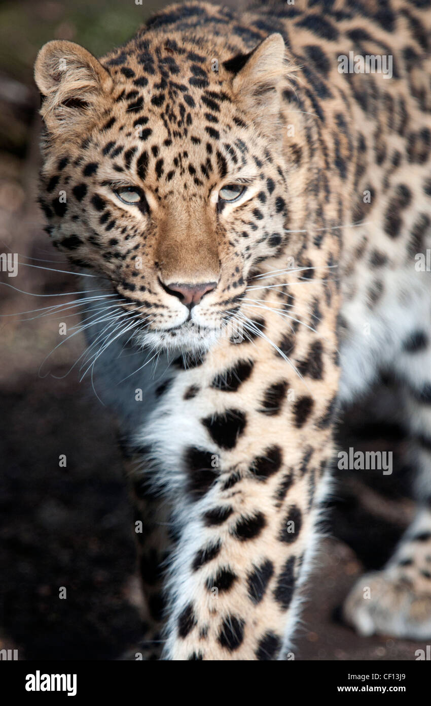Amur leopard walking camera hi-res stock photography and images - Alamy