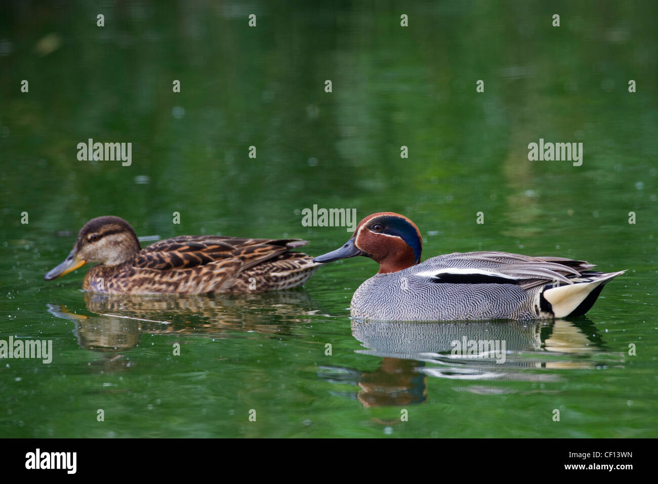 Male female ducks in hi-res stock photography and images - Alamy