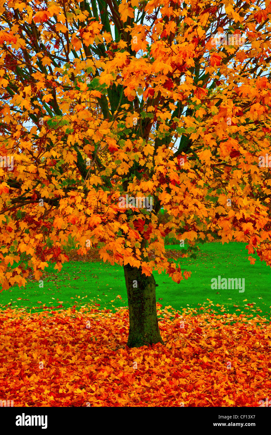 Maple tree colours hi-res stock photography and images - Alamy