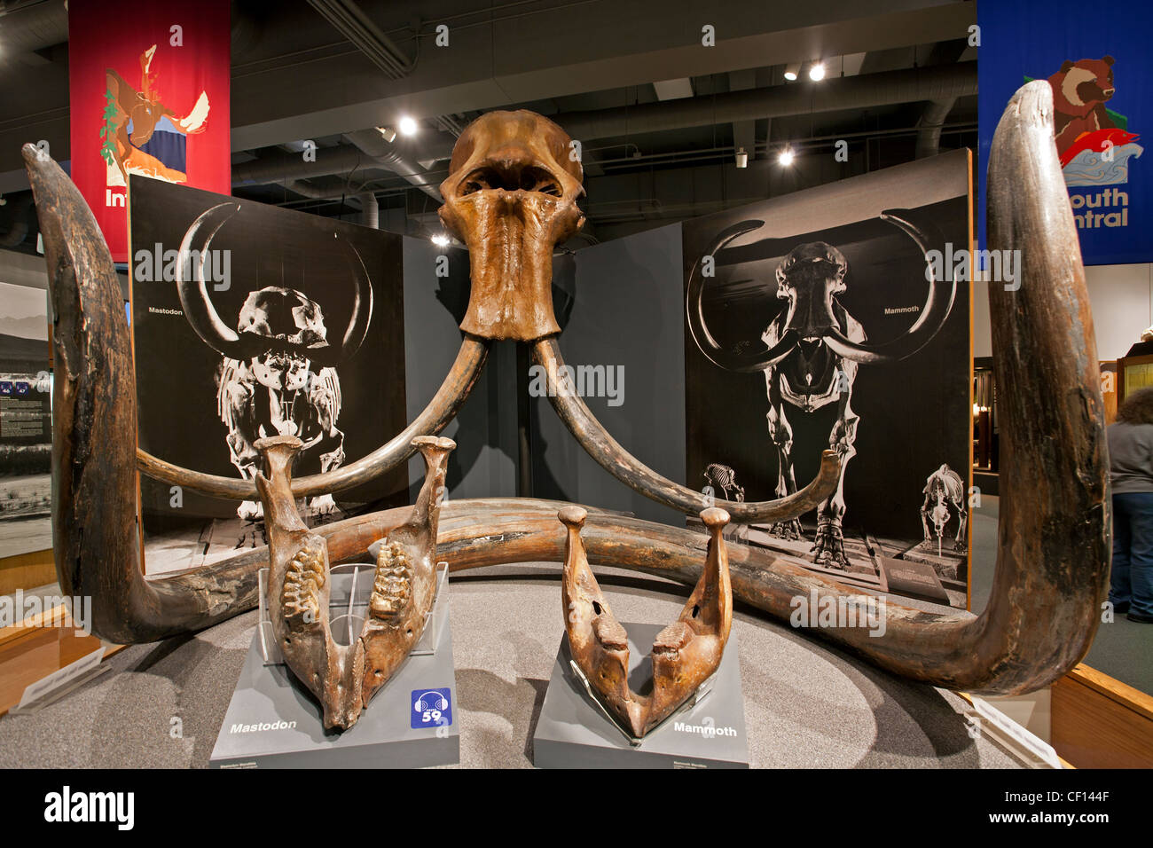 Mastodon skeleton hi-res stock photography and images - Alamy