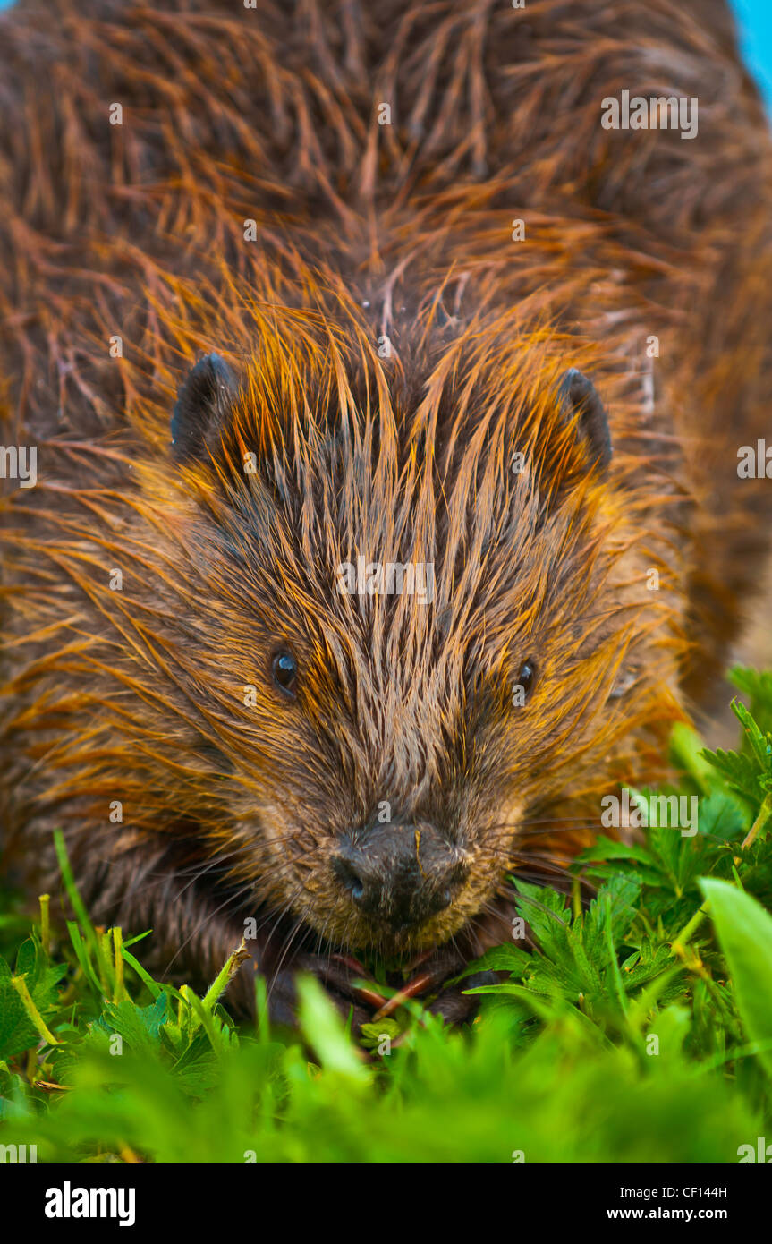Beaver tail close up hi-res stock photography and images - Alamy