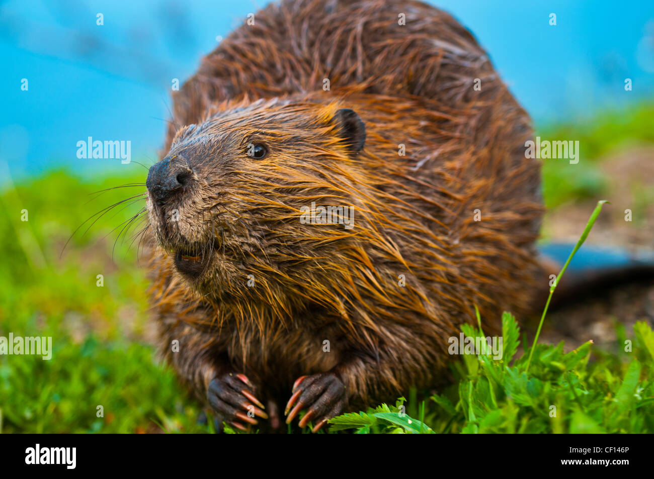 Beaver tail close up hi-res stock photography and images - Alamy