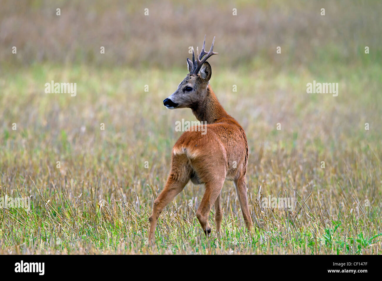 Roe deer (Capreolus capreolus) roebuck in field, Germany Stock Photo ...