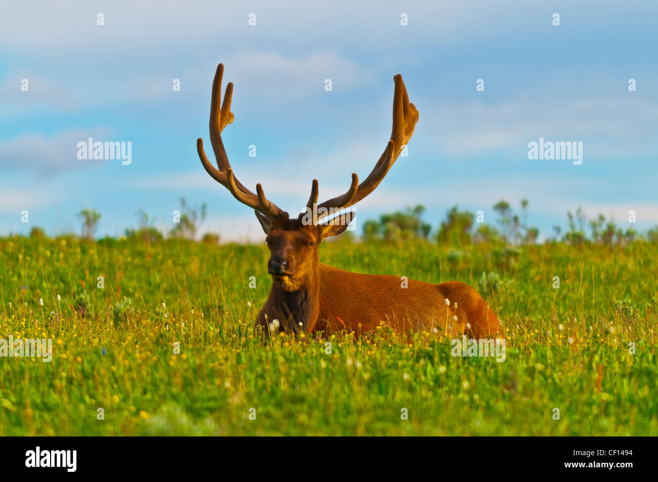 Beautiful Majestic Wild Male Elk in Yellowstone National Park Stock ...