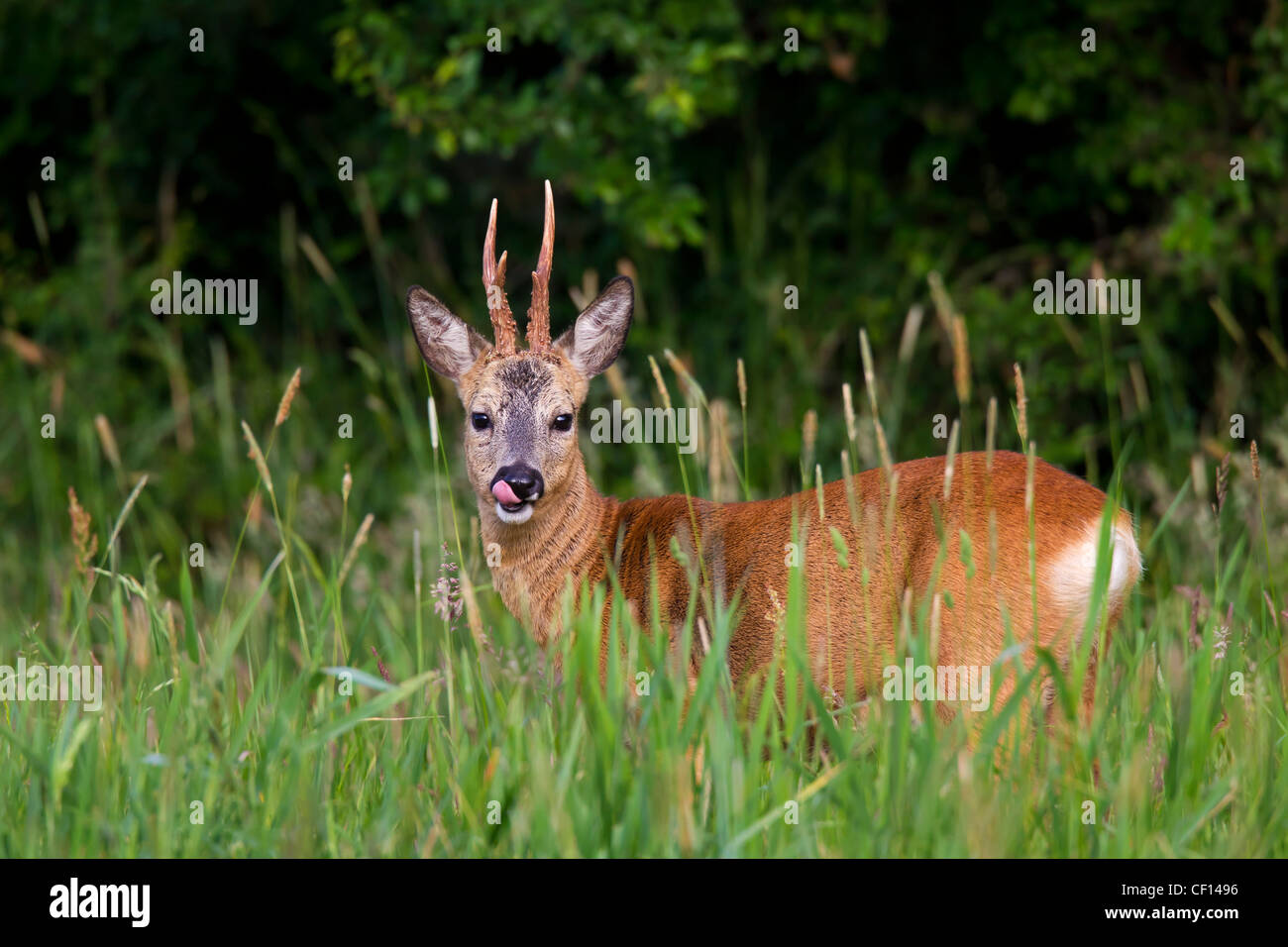 Roe deer (Capreolus capreolus) roebuck at forest's edge, Germany Stock ...