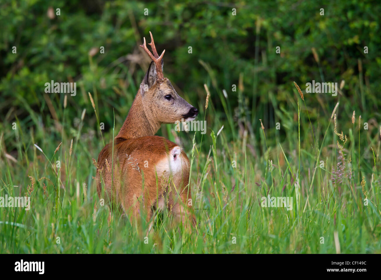Roe deer (Capreolus capreolus) roebuck at forest's edge, Germany Stock ...
