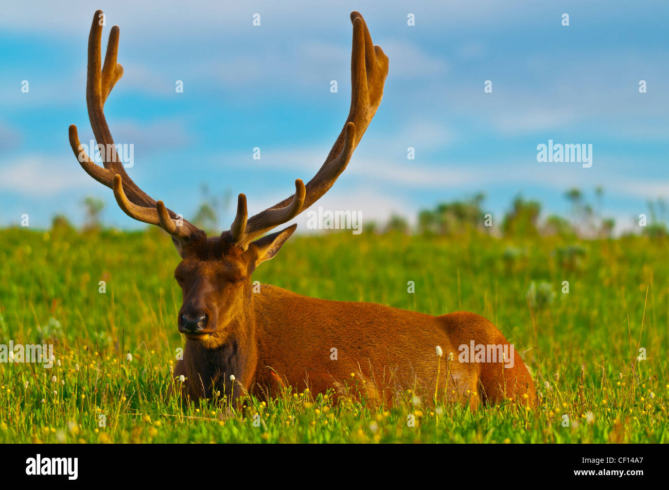 Beautiful Majestic Wild Male Elk in Yellowstone National Park Stock ...