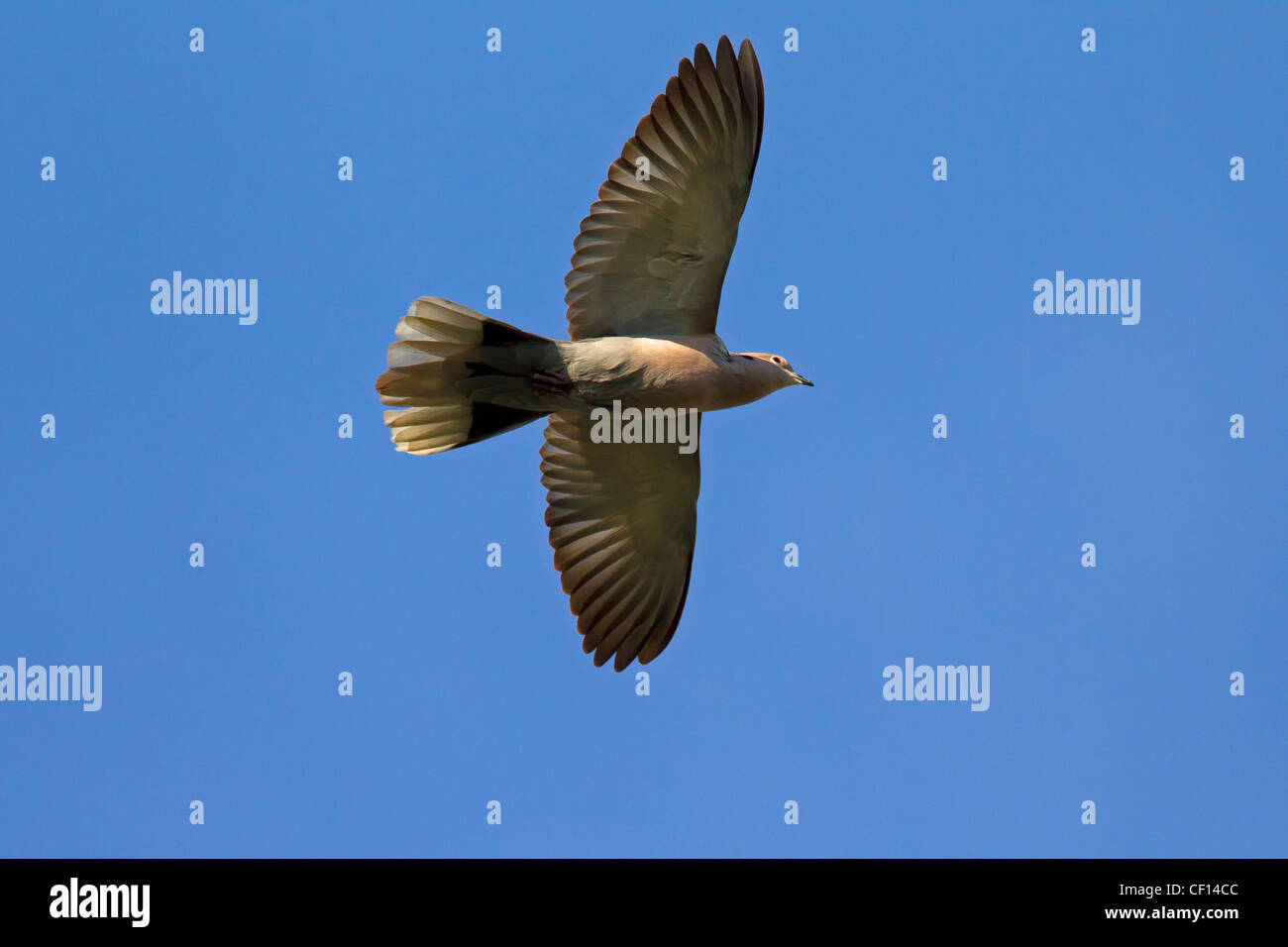Eurasian collared dove in flight hi-res stock photography and images ...