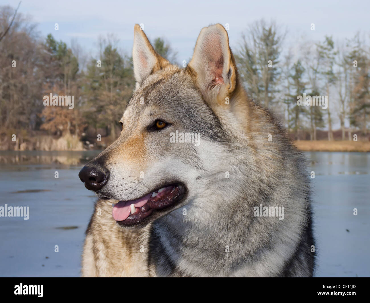 Captive Wolf (Canis lupus) over a frozen lake background Stock Photo ...