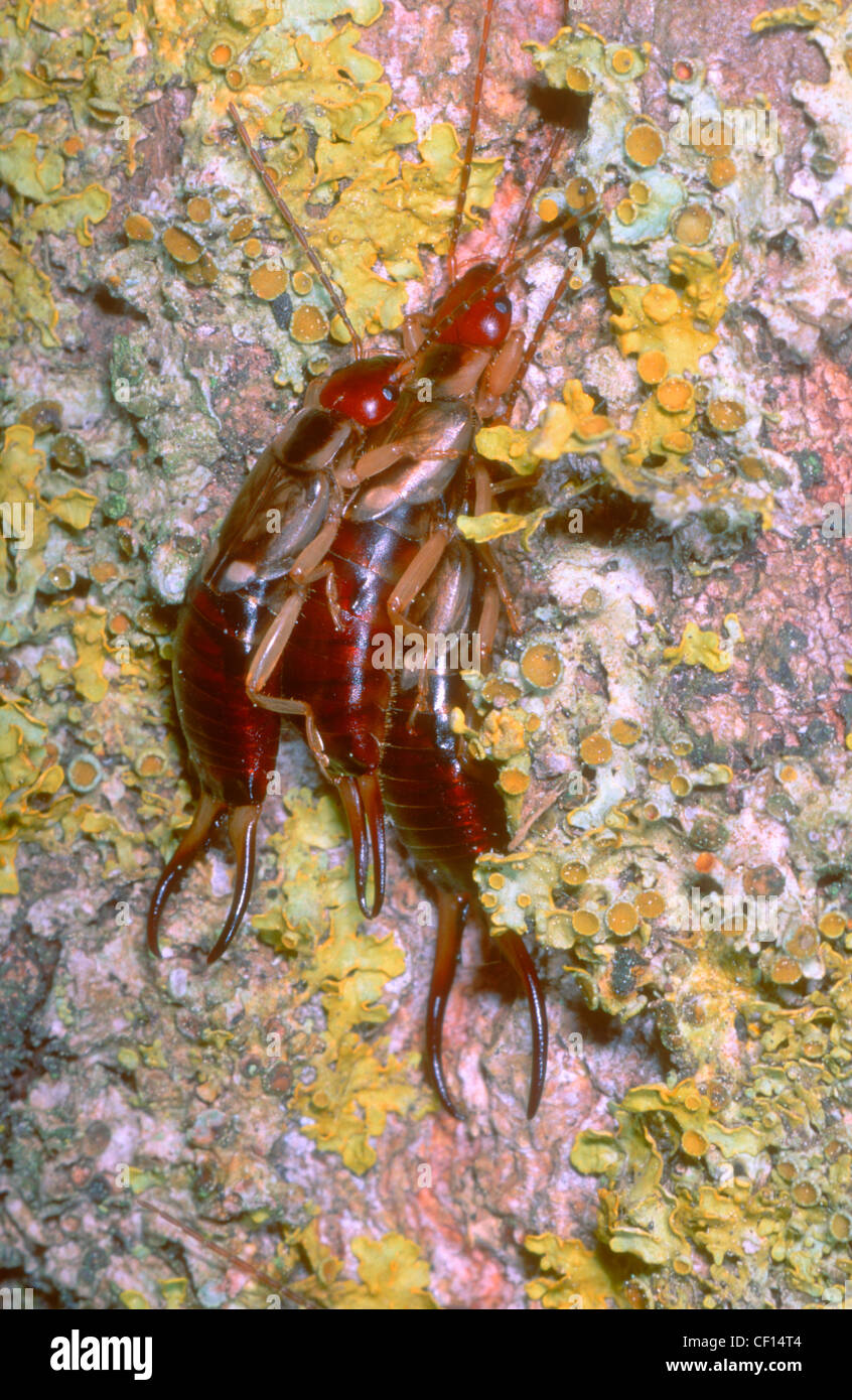 Earwig european earwigs hi-res stock photography and images - Alamy