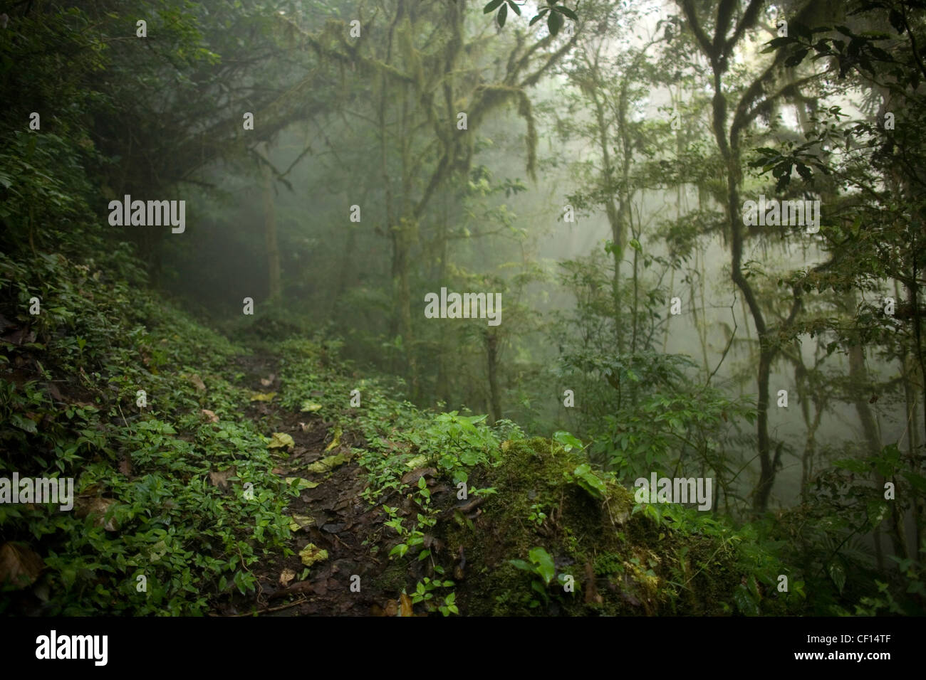 A foot path crosses the cloud forest in El Triunfo Biosphere Reserve in ...