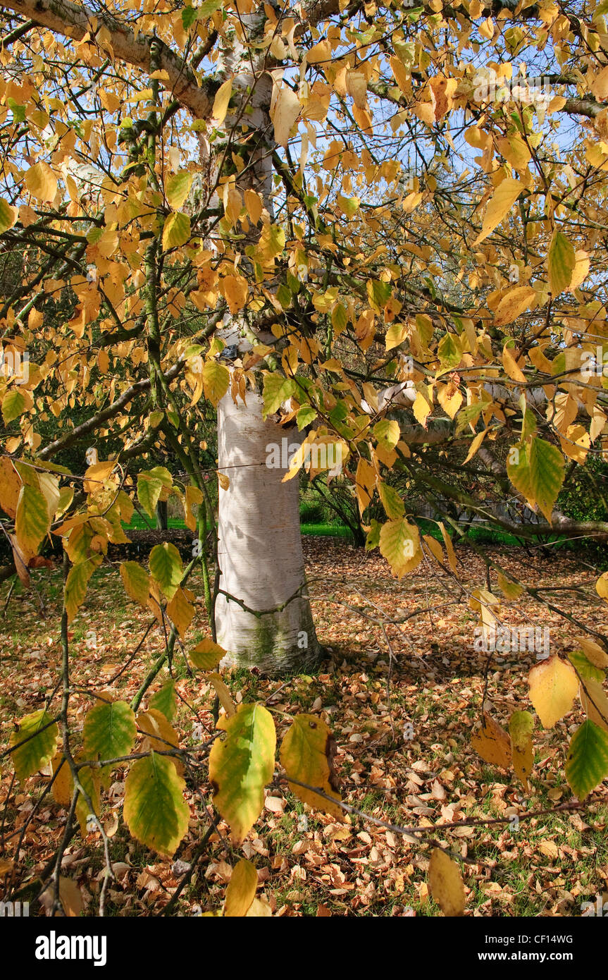 Birch trees garden uk hi-res stock photography and images - Alamy