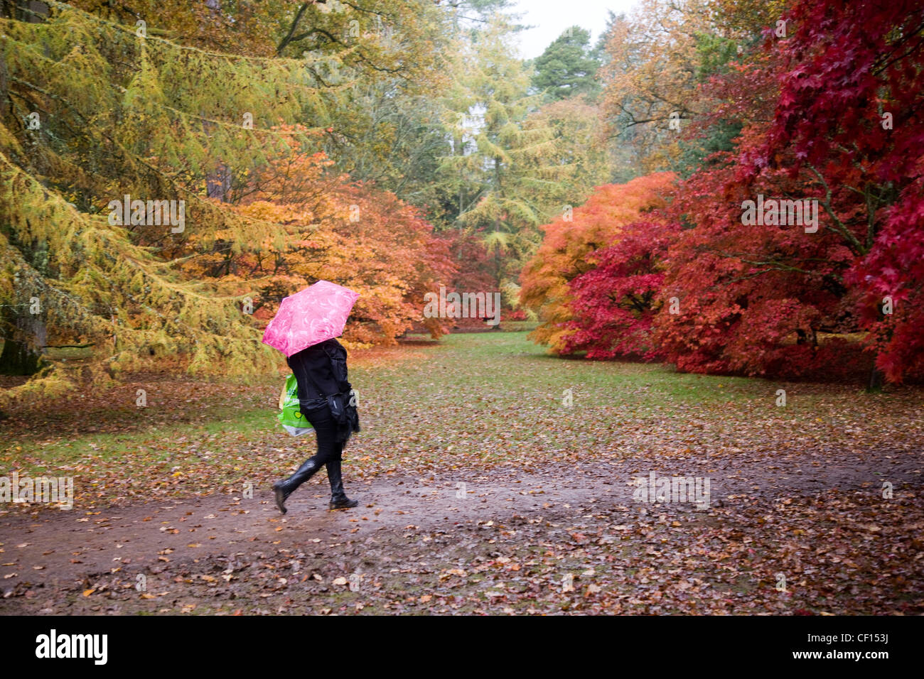 Visitors on a rainy and wet autumn day at The National Arboretum at ...