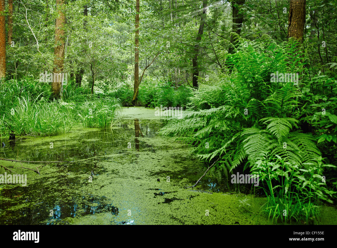 Forest marsh and swamp - the landscape Stock Photo - Alamy