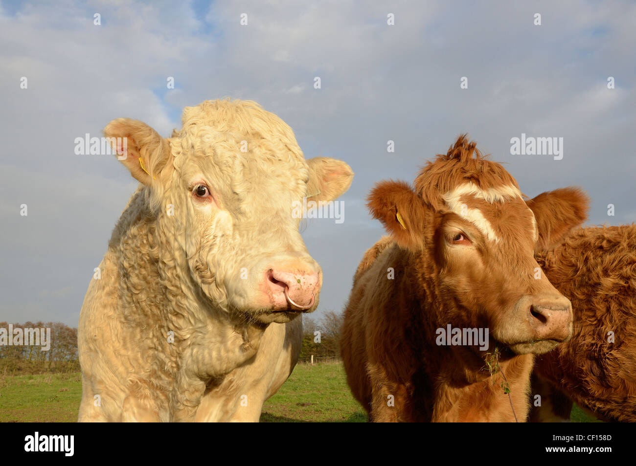 farm cattle, simmental bull and hybrid cow Stock Photo - Alamy