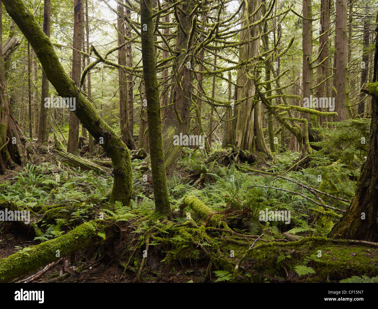 Cathedral Grove; British Columbia Canada Stock Photo - Alamy