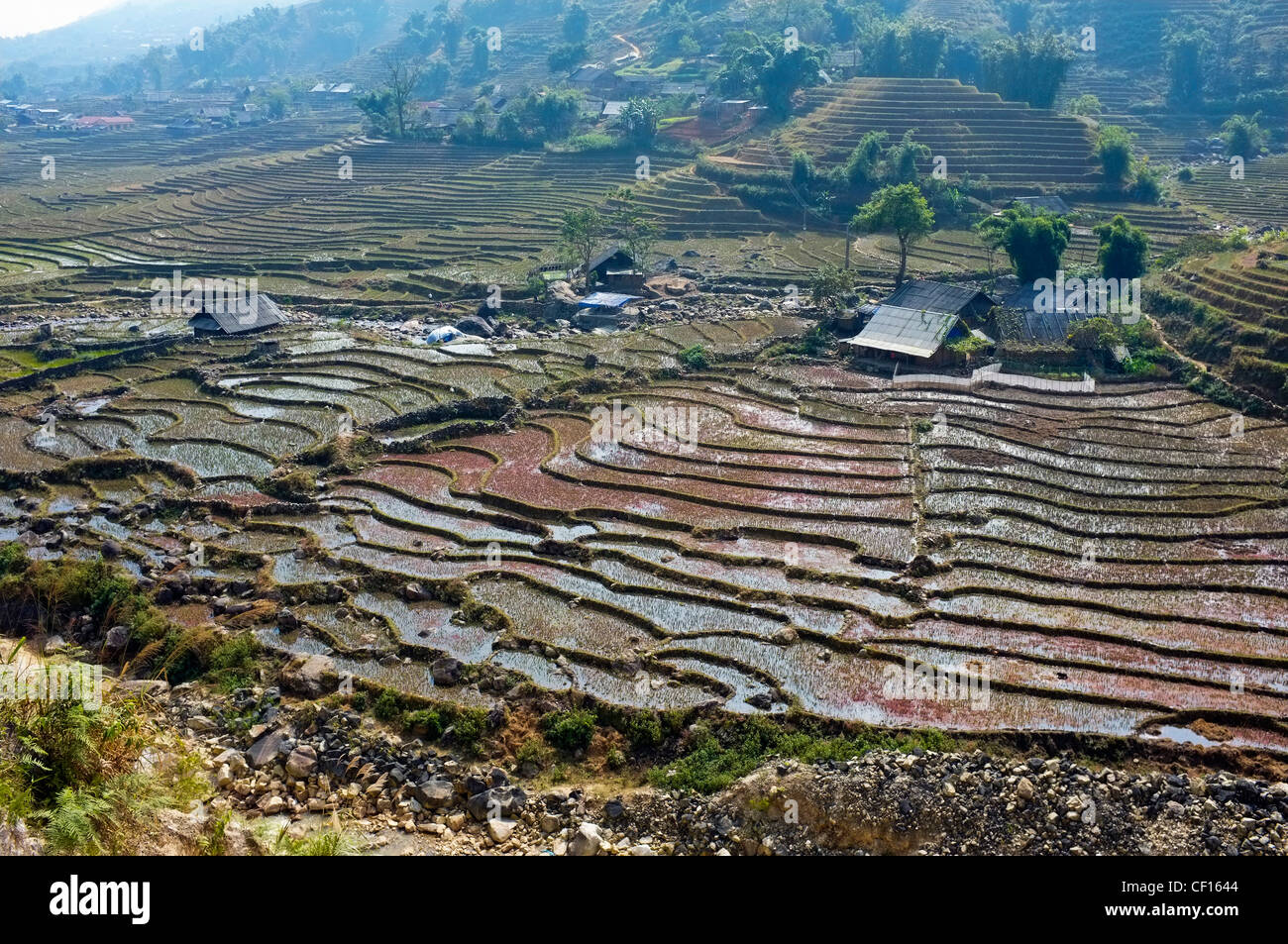 Terraced rice paddy fields, Sapa, Vietnam Stock Photo - Alamy