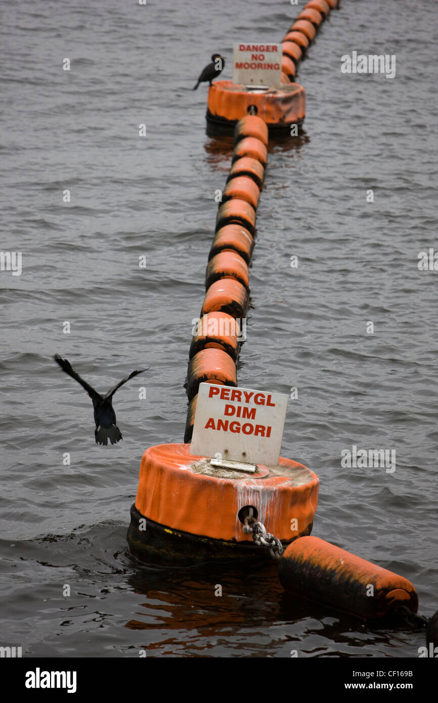 Cormorants on a floating boom Stock Photo - Alamy