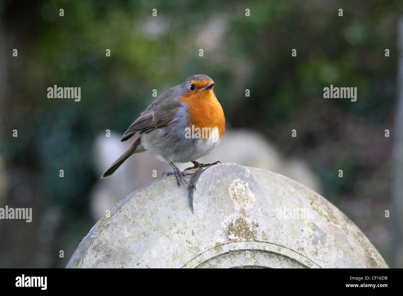Robin on a gravestone Stock Photo - Alamy
