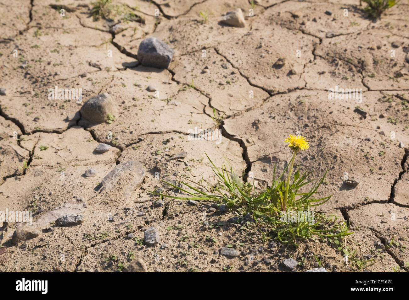 Parched Plants High Resolution Stock Photography and Images - Alamy