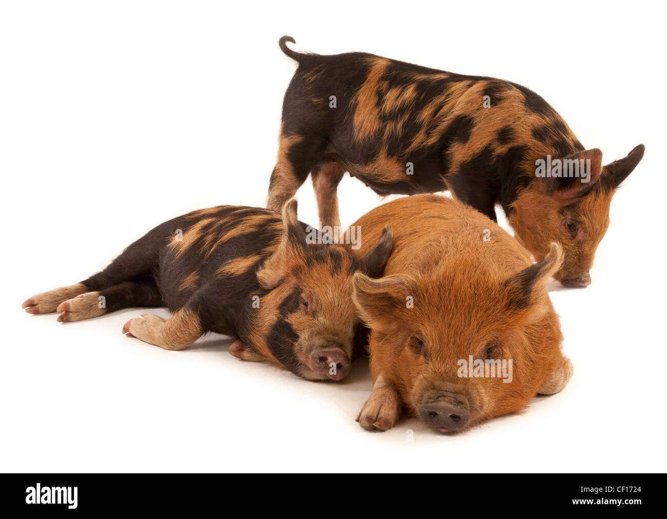 Three Micro Kune Kune piglets on a white background Stock Photo - Alamy