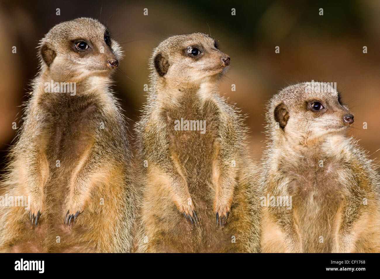 Meerkat group hi-res stock photography and images - Alamy
