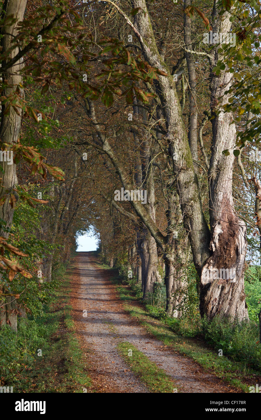Tree Allee High Resolution Stock Photography and Images - Alamy