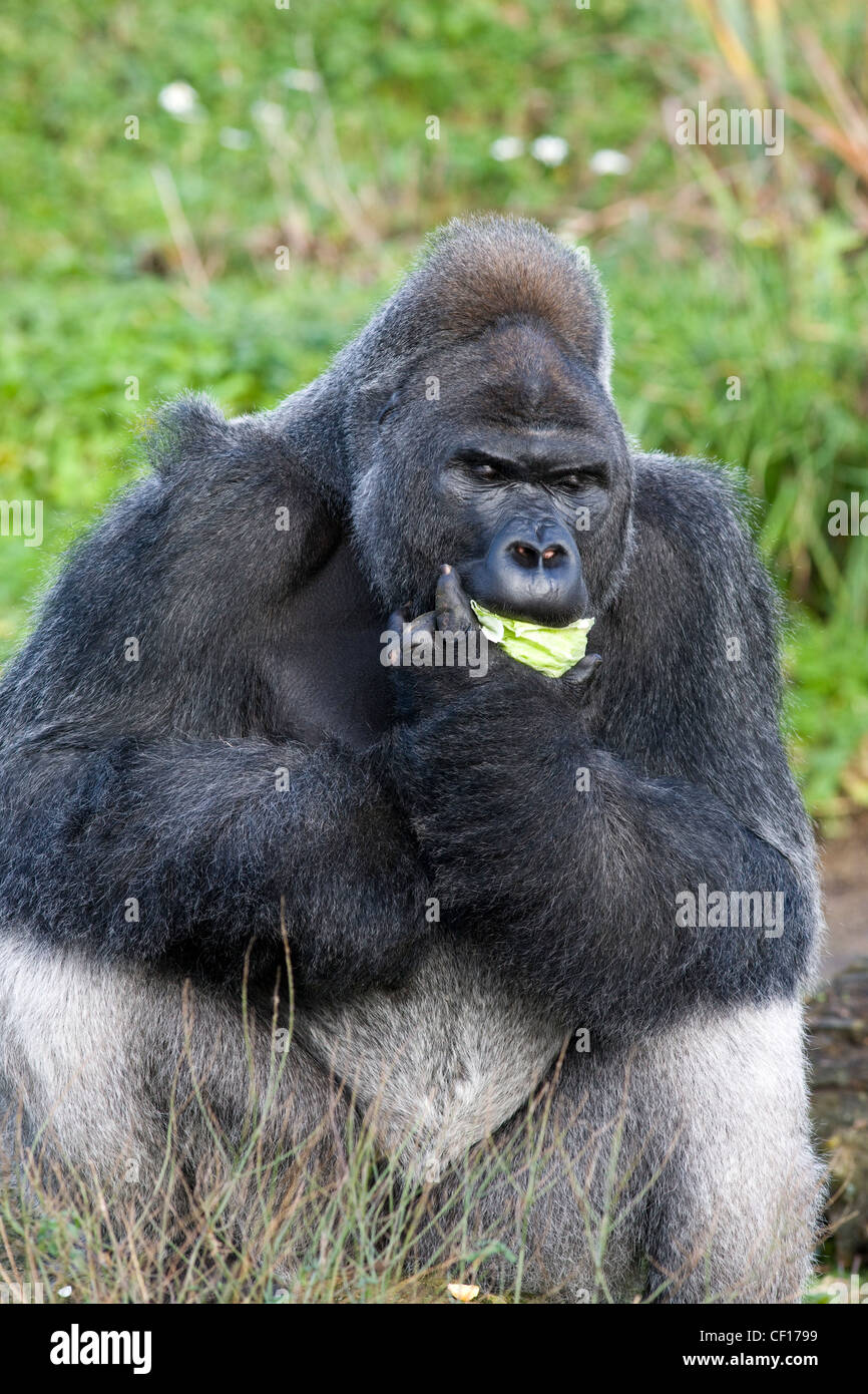 Silverback gorilla eating a meal of cabbage leaves in the zoo Stock ...