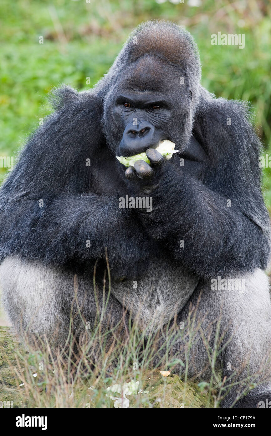 Mountain Gorillas Food