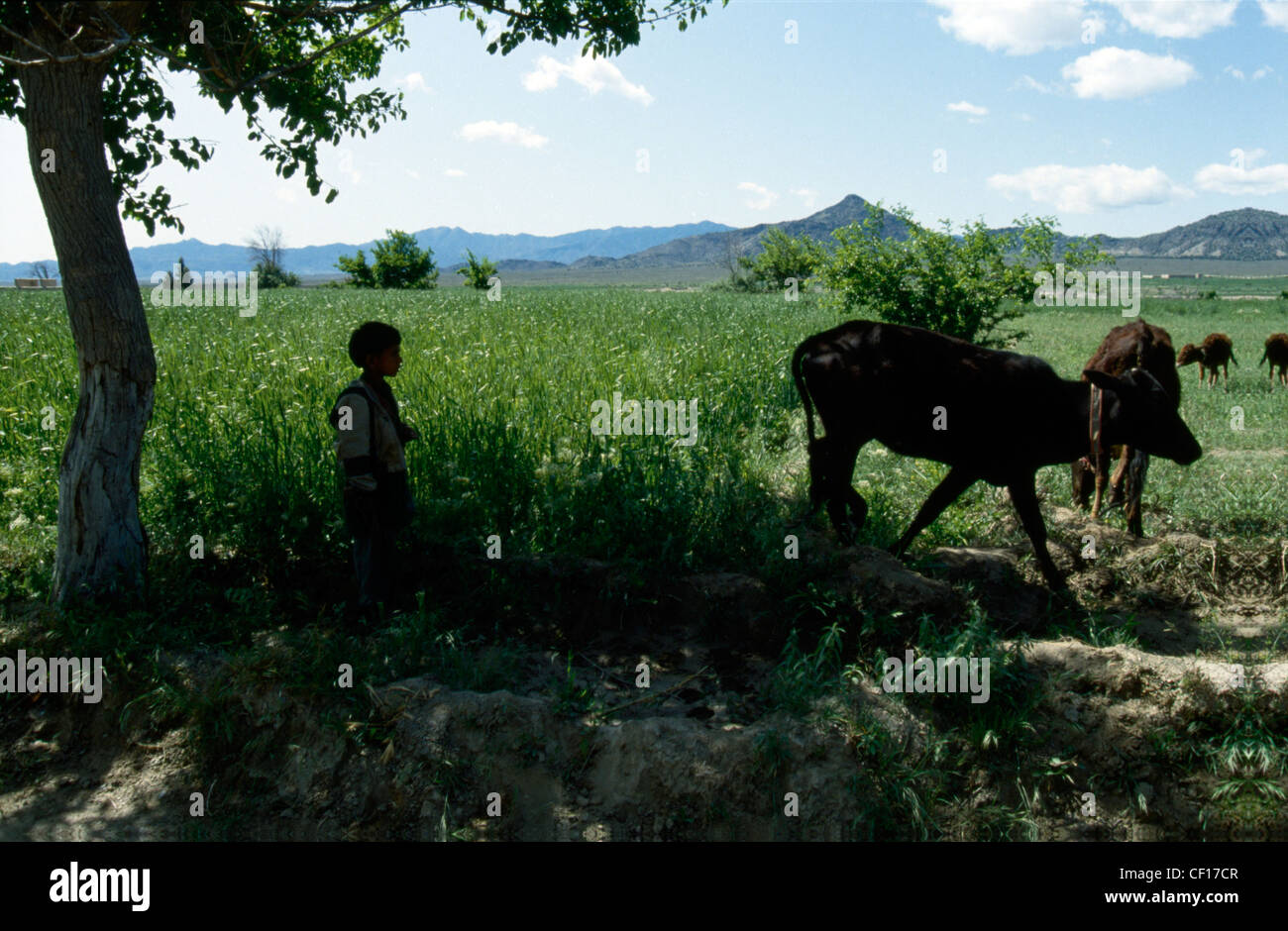 Boy whit cattle Indus valley Afghanistan Stock Photo - Alamy