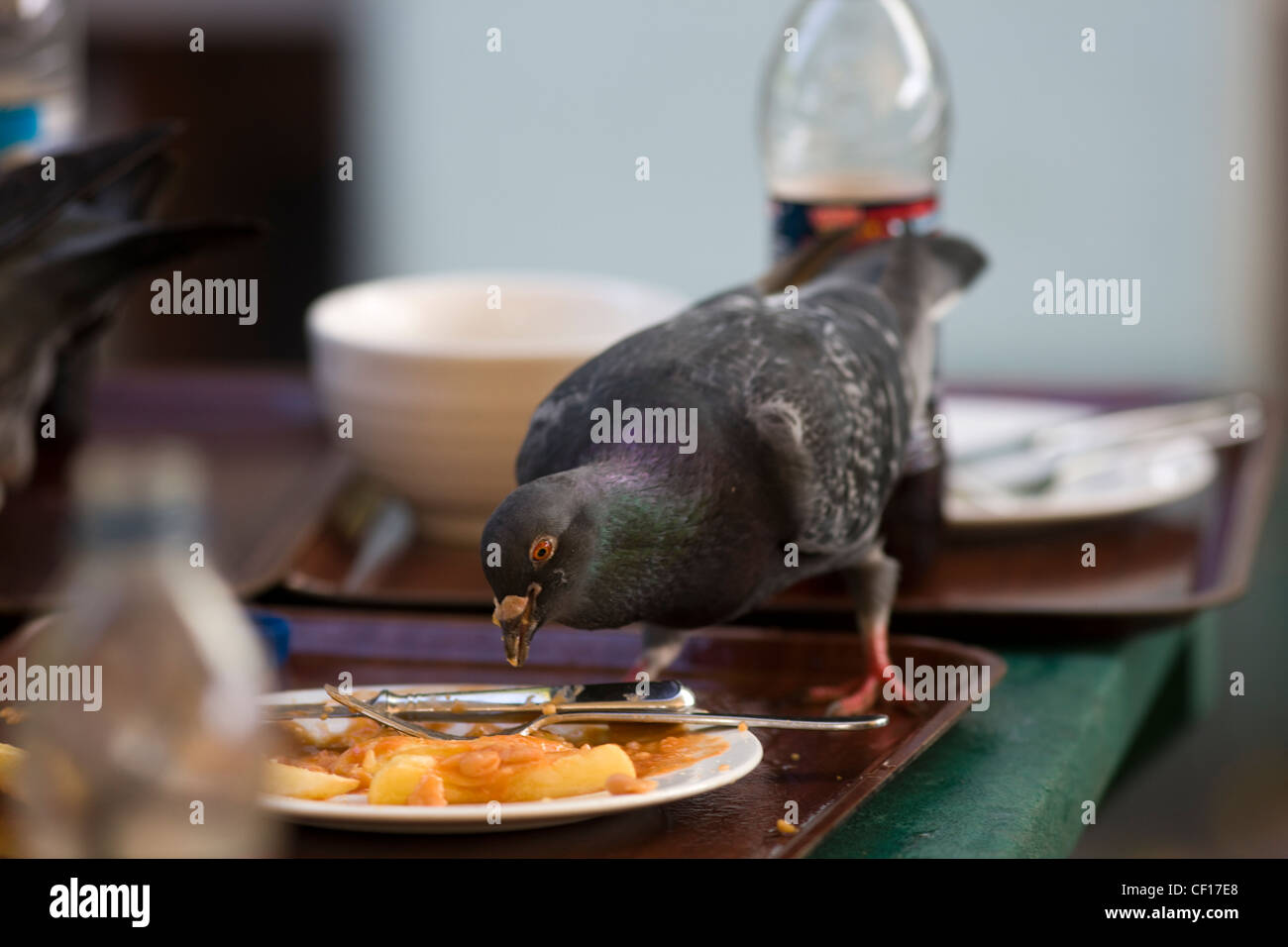 Pigeons eating chips hi-res stock photography and images - Alamy