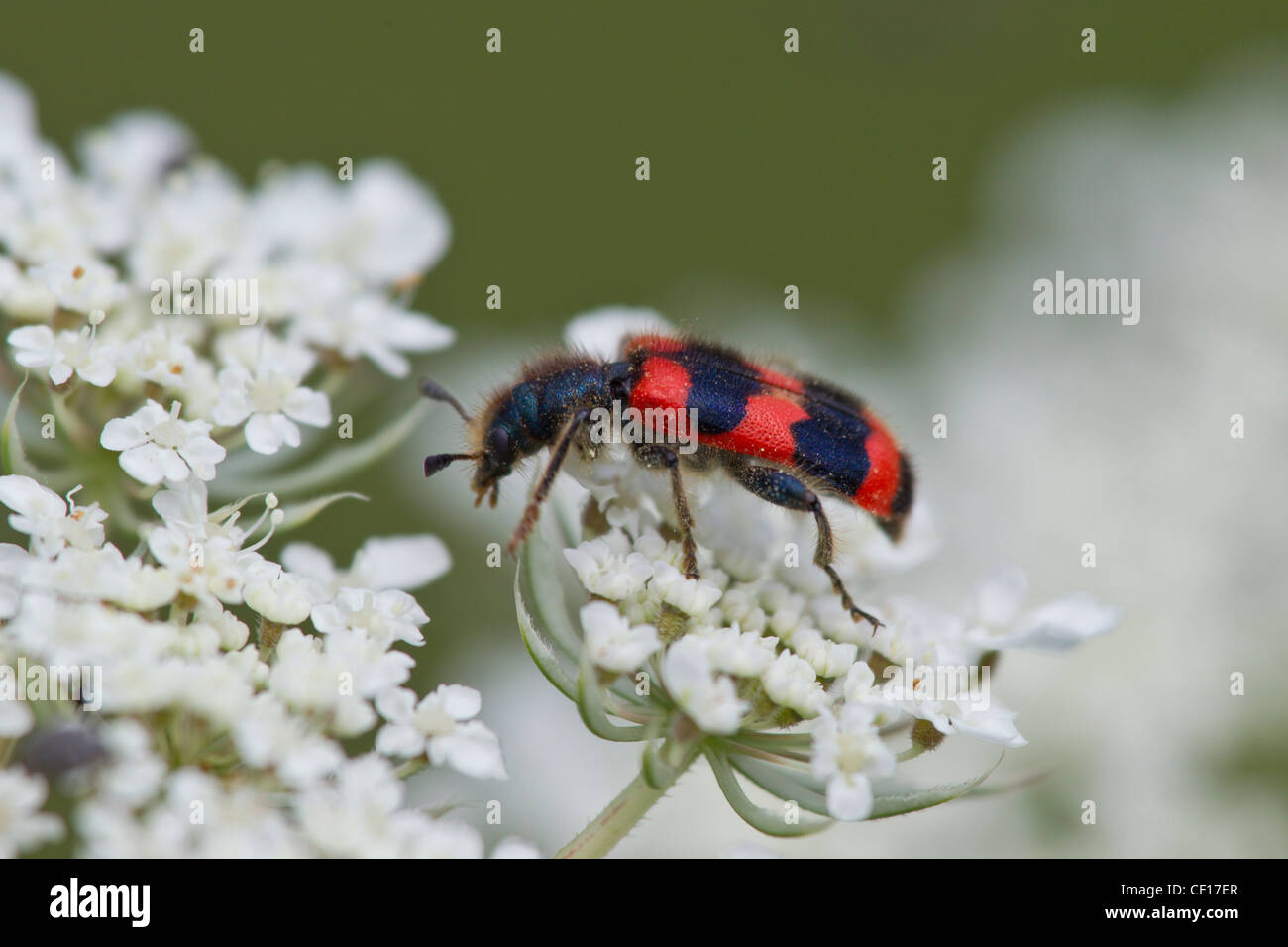 APIARIUS BIENENWOLF TRICHODES bee beetle wolf Stock Photo - Alamy