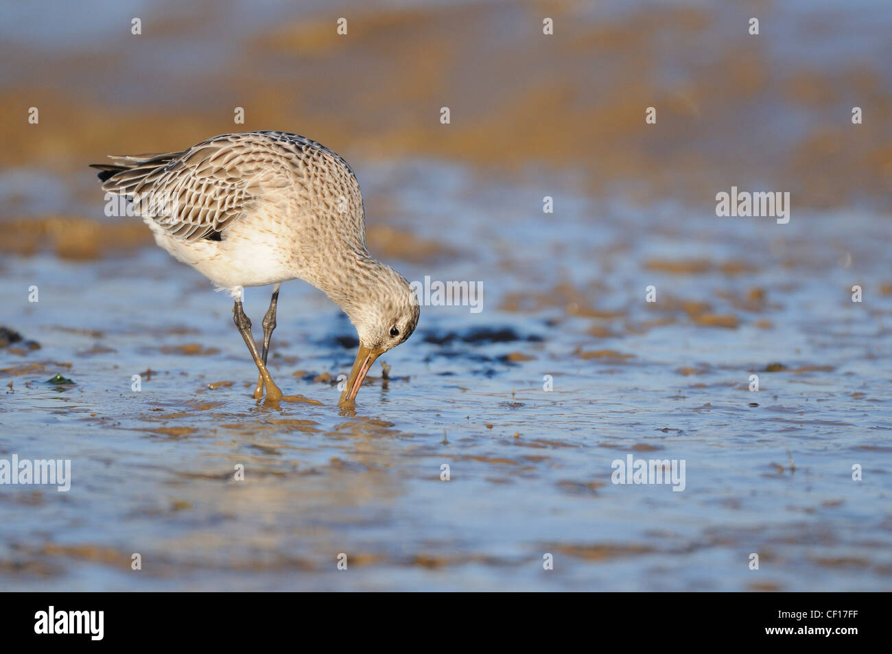 Bar tailed godwit, limosa lapponica, probing for food in mud on tidal ...