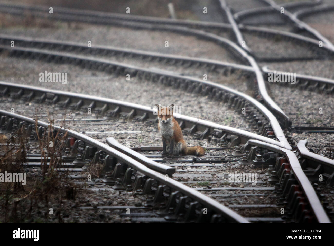 A red fox on a railway line Stock Photo - Alamy