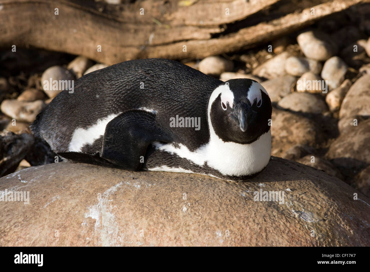 Penguins lying down hi-res stock photography and images - Alamy